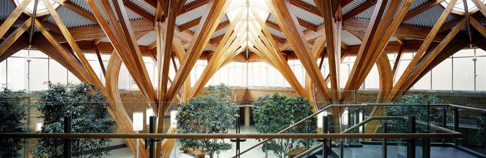 Healthcare Design: Trees for Hope and Healing